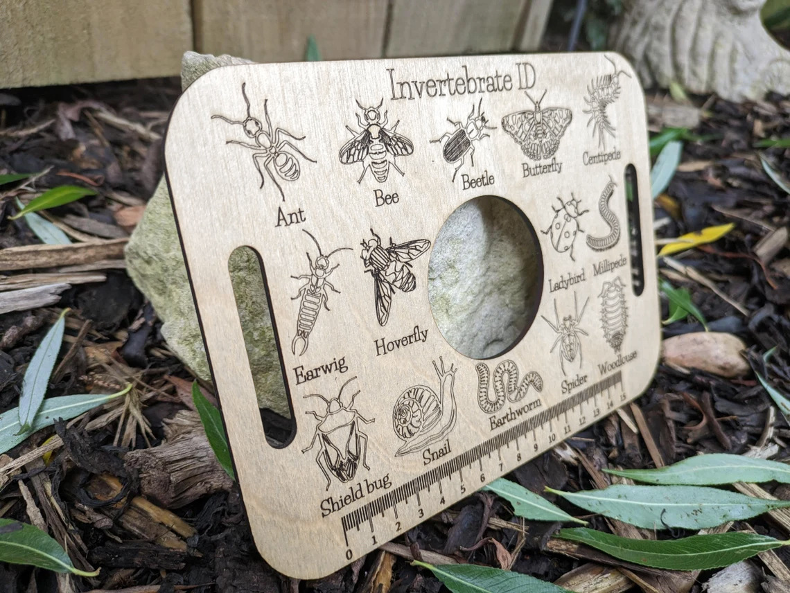 Bug Identification Ruler 趣味昆虫百科虫子识别工艺品尺子观察-阿里巴巴