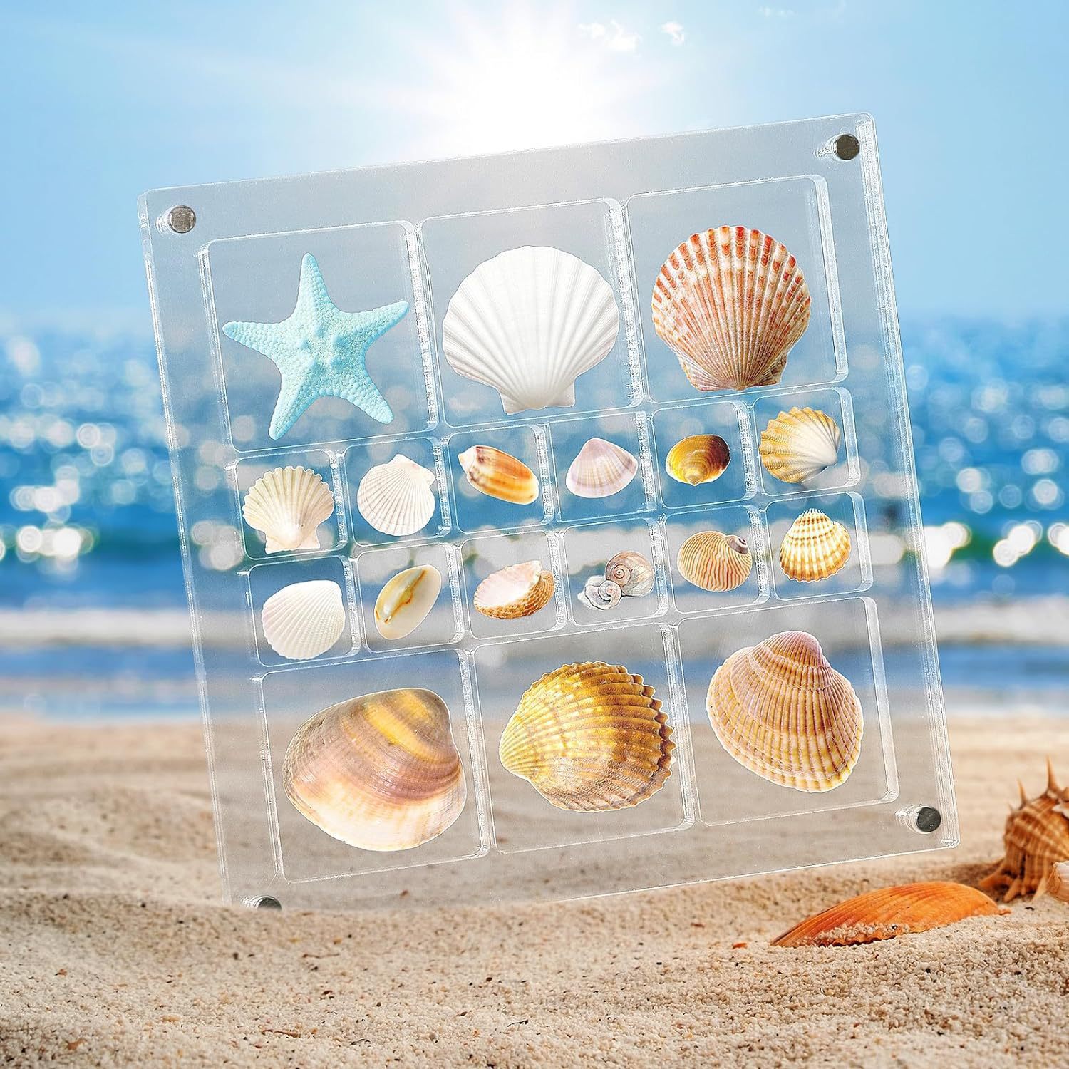 Acrylic Magnetic Seashell Display Box 贝壳收纳盒装饰盒-阿里巴巴