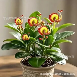 跨境新款热销Snail Flower Bulbs蜗牛花球茎-阿里巴巴