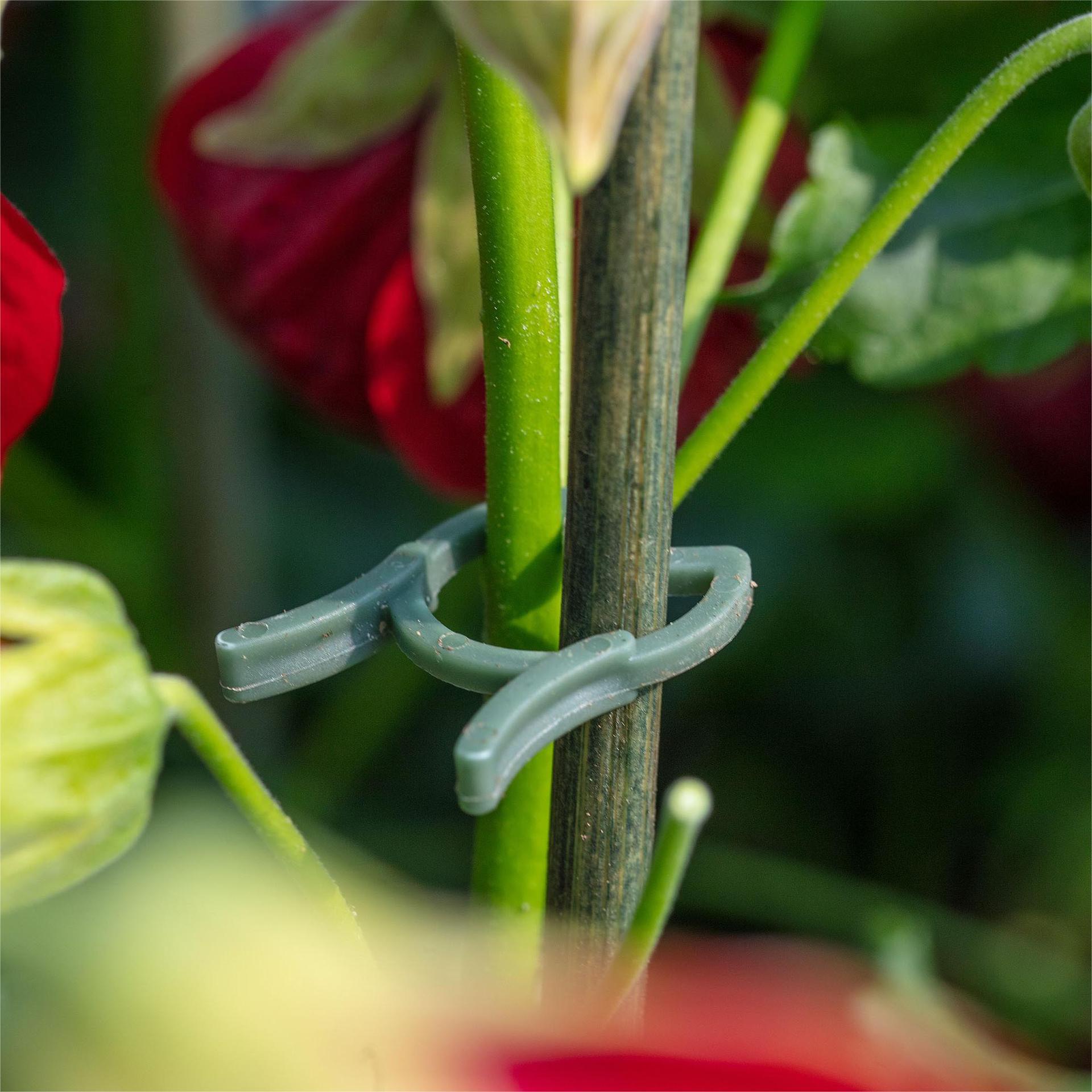 园艺夹圈蝴蝶扣大八字植物捆绑扎带藤蔓固定夹固定器塑料小夹子-阿里巴巴