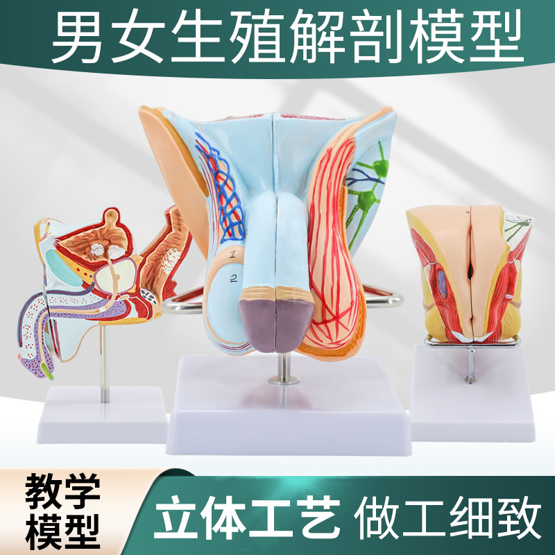 Teaching simulation male genitourinary system specimen female internal ...