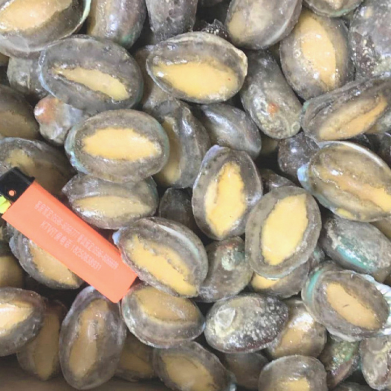 Wholesale Frozen Abalone 5kg Commercial Whole Box Shellfish Small ...