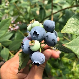基地批发花香蓝莓苗 蓝莓苗室外种植苗盆栽苗蓝莓树苗-阿里巴巴