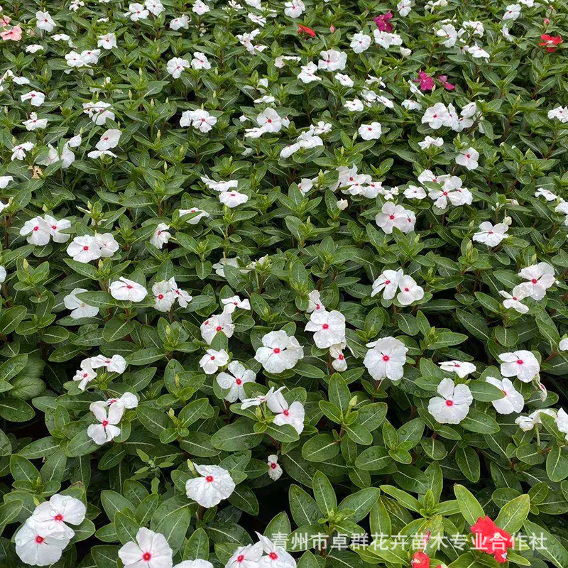 长春花天天开盆栽四季开花观赏花卉 公园花园市政绿化花坛植物-阿里巴巴