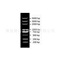 Biosharp DNA Marker III 分子量标准（100-5000bp） BL103A-50T-阿里巴巴