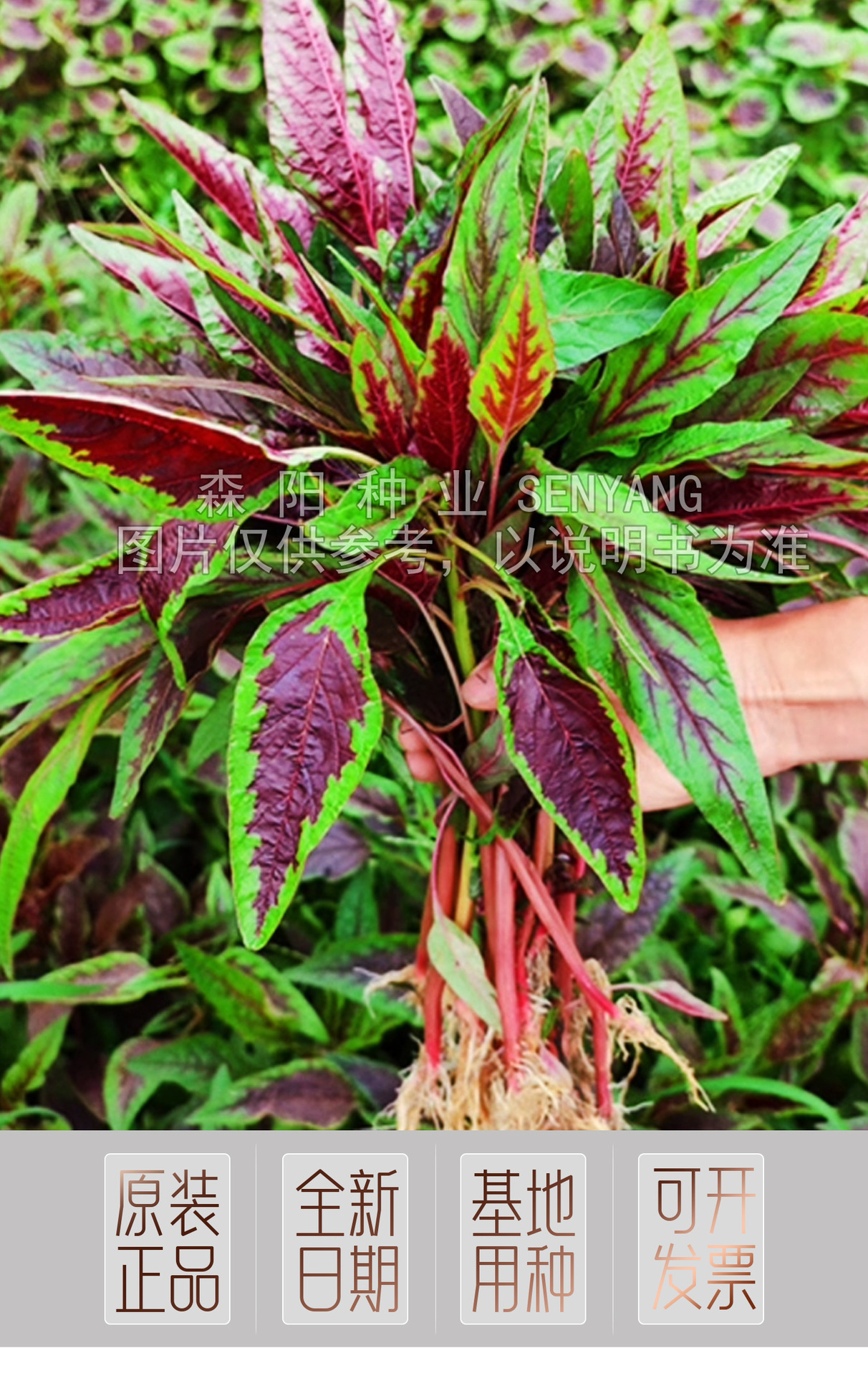 赣新花红柳叶苋菜种子早熟嫩滑红汉菜农家四季速生叶菜尖叶红苋菜-阿里巴巴
