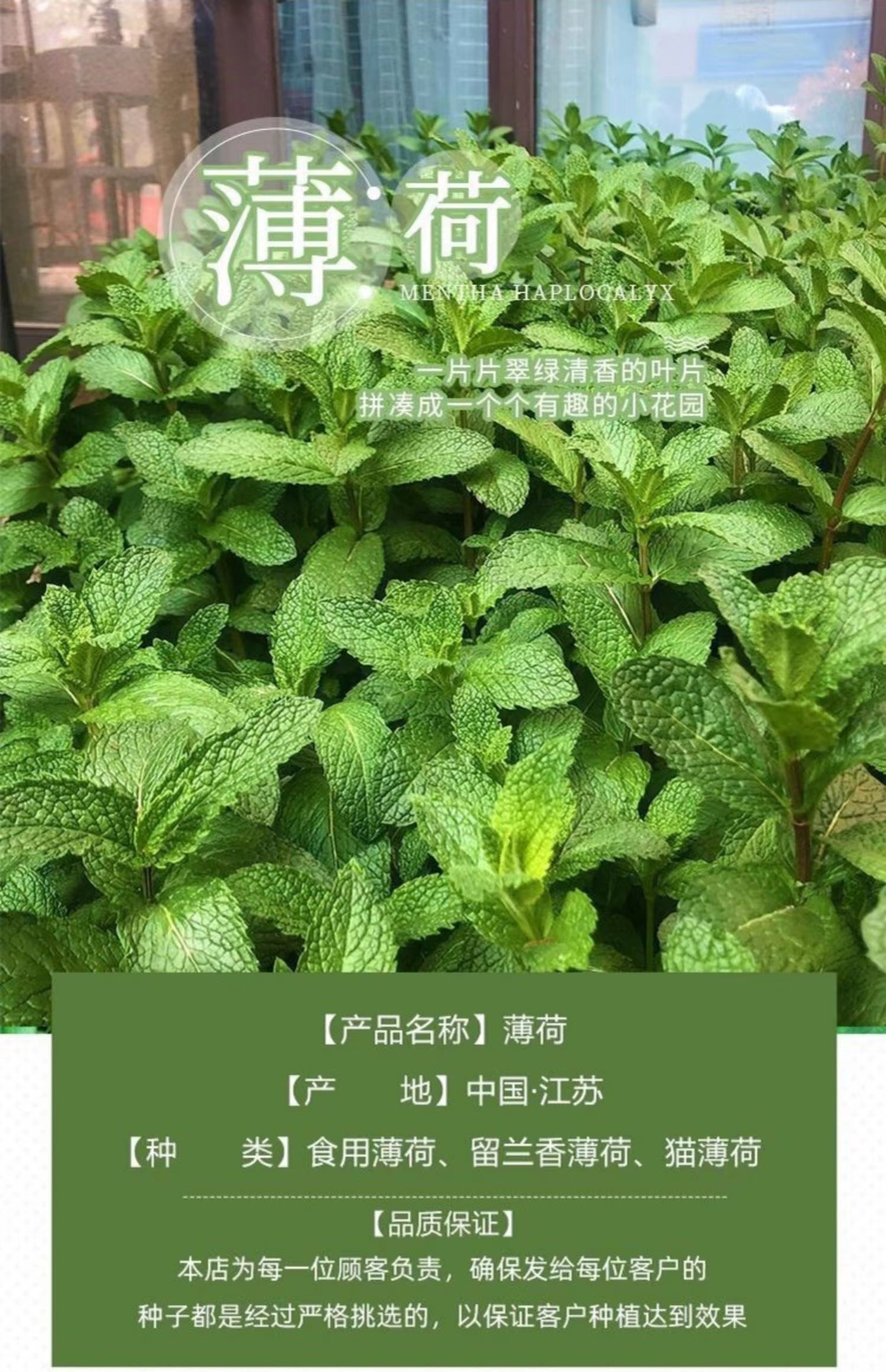 薄荷种子盆栽可食用薄荷子种苗猫薄荷种孑留兰香食用薄荷籽阳台花-阿里巴巴