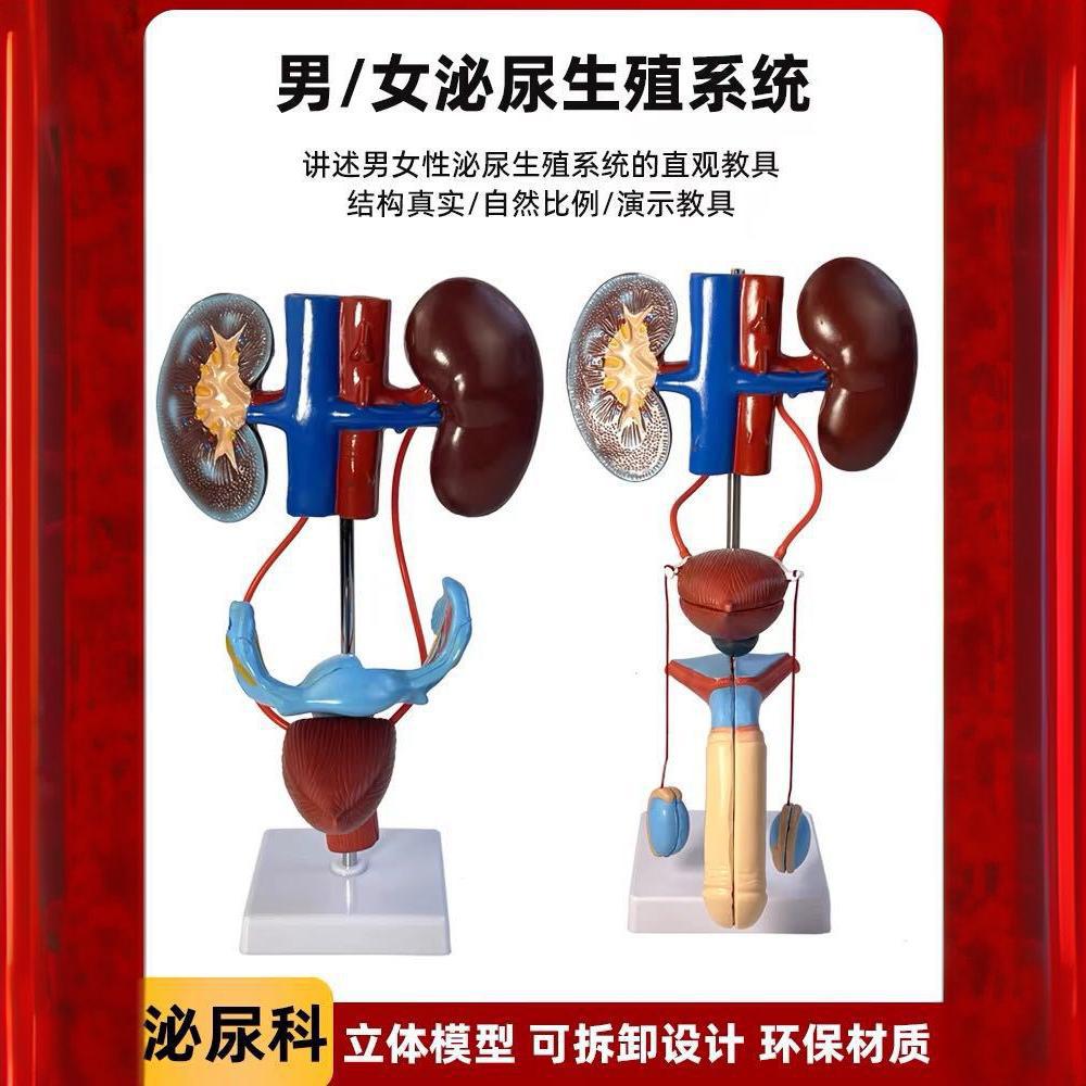 male genitourinary system anatomy model urinary system model human ...