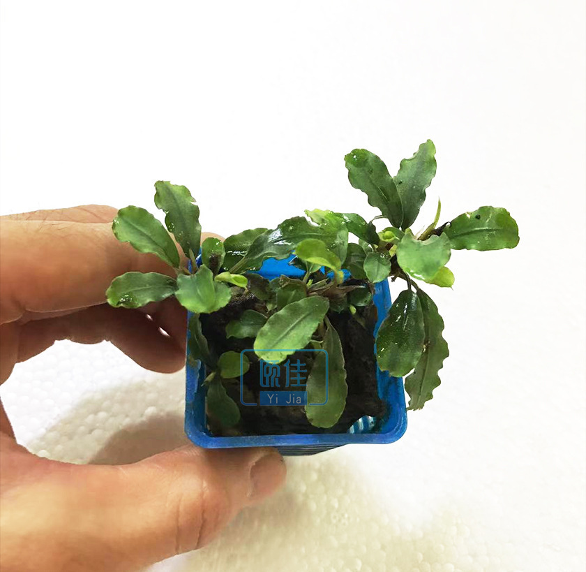 Aquarium Plants Fish Tank Smurf Pepper Ficus水草植物鱼缸1-阿里巴巴