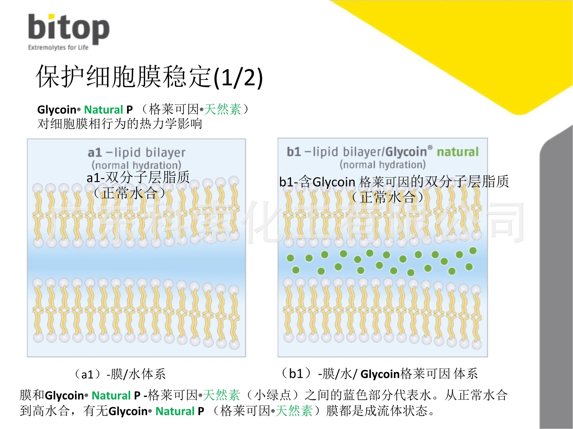 Glycoin格莱可因 德国Bitop 甘油葡糖苷 不死草提取物-阿里巴巴