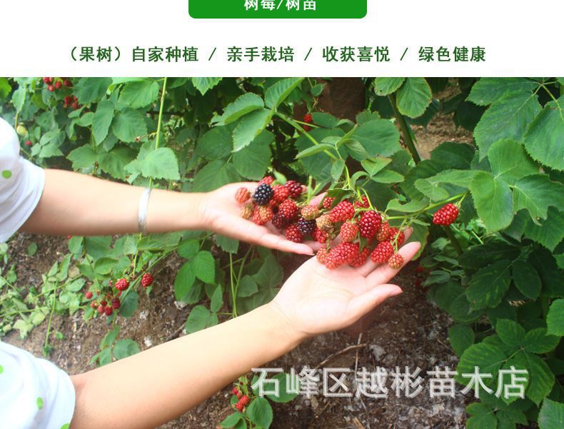 盆栽红树莓种子可食用水果盆栽树莓种野草莓树种子庭院阳台野生果-阿里巴巴