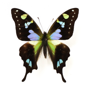 真蝴蝶标本未展翅昆虫玫瑰青凤蝶Graphium weiskei原蝶A1进口凤蝶-阿里巴巴