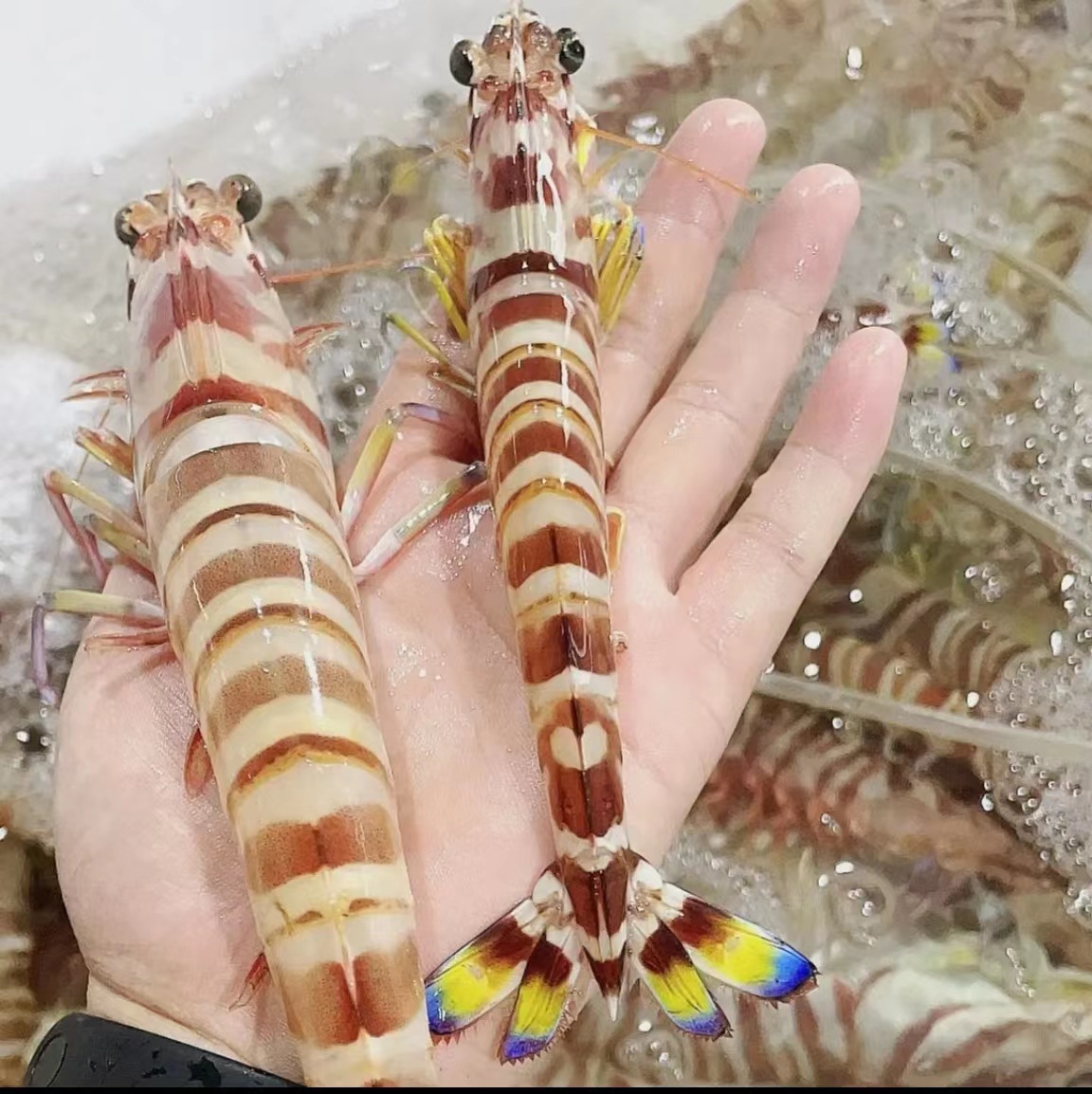 Ⅰ [Strict selection of ingredients] Bamboo section shrimp, spotted ...