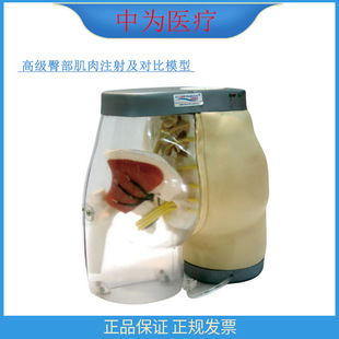中为医疗 HS10B高级臀部肌肉注射训练及对比模型-阿里巴巴