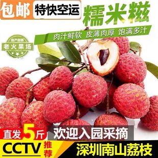 糯米糍荔枝果园直营广东深圳南山西丽新鲜水果桂味妃子笑白糖罂 阿里巴巴 6031