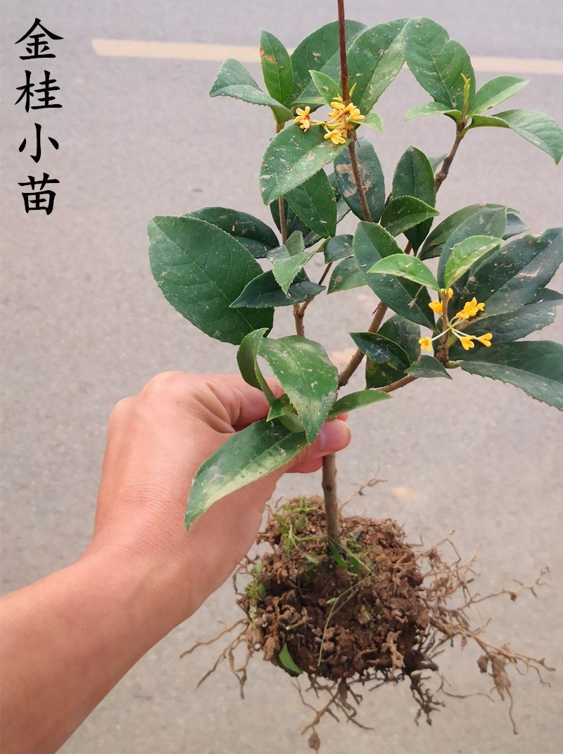 嫁接桂花树苗四季桂大型花卉八月庭院原生金丹天香台阁沉香地盆栽-阿里巴巴