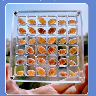 跨境亚马逊新款 Seashell Display Box 亚克力磁性贝壳展示盒-阿里巴巴