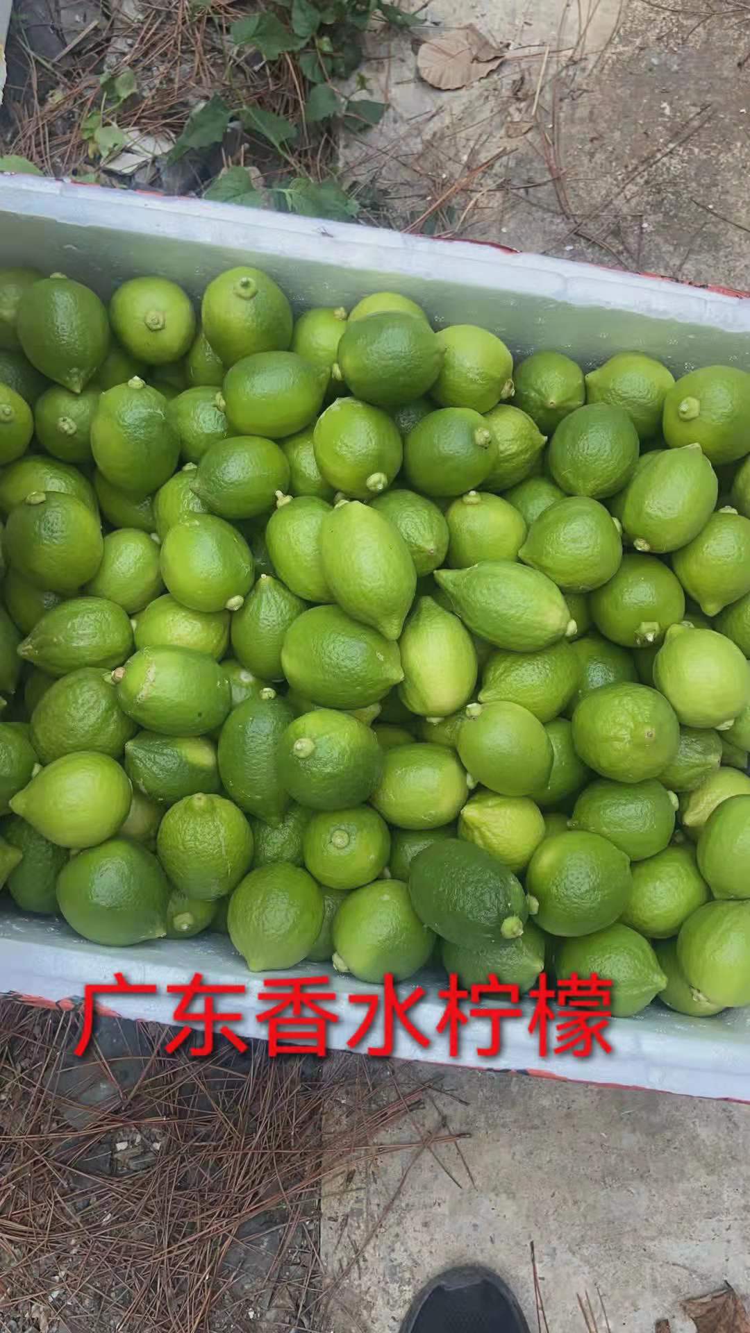 Guangdong Perfume lemon seedless thumb fresh fruit wholesale milk tea ...