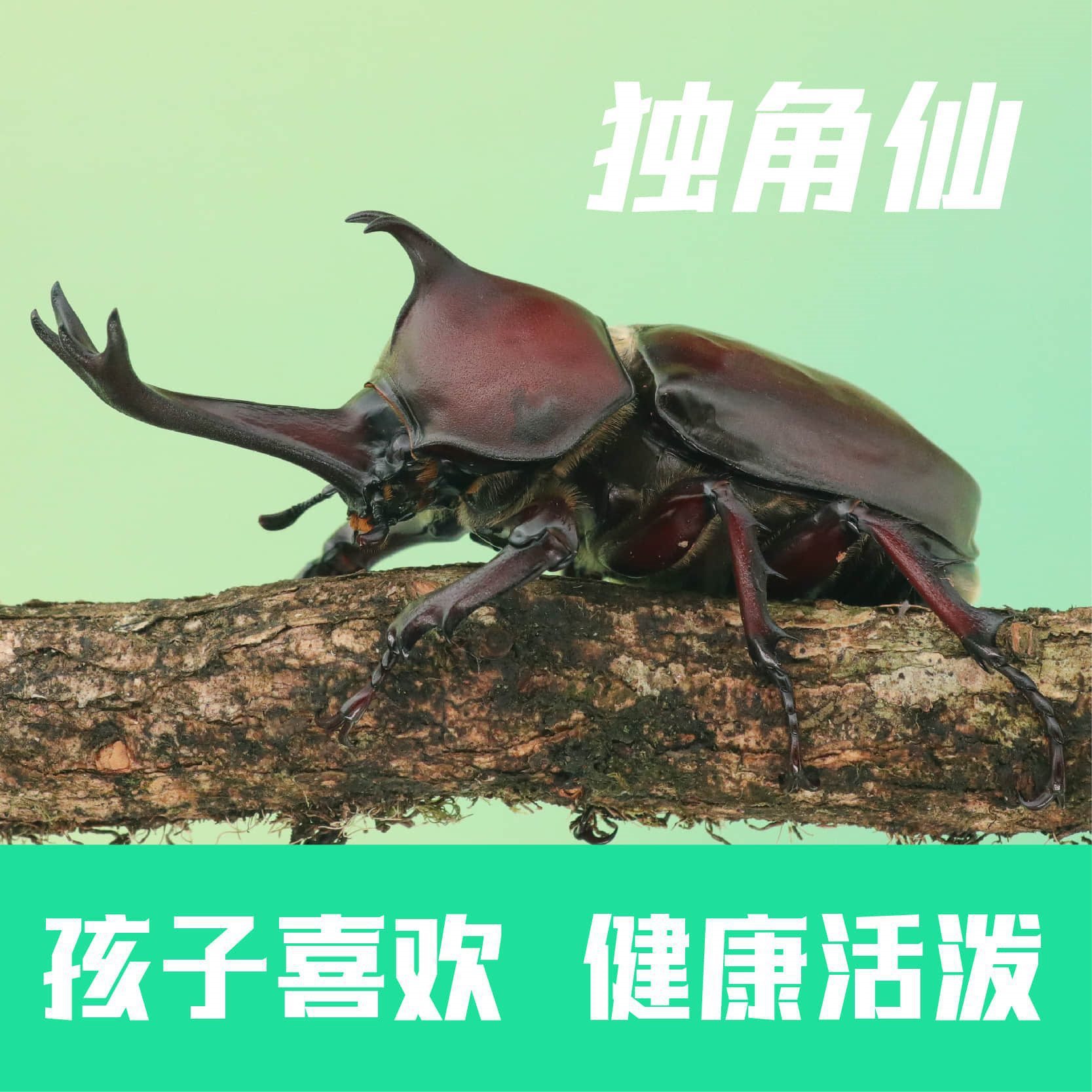 Makino Worm Society Unicorn Fairy Living Worm Adult Beetle Pet Real ...