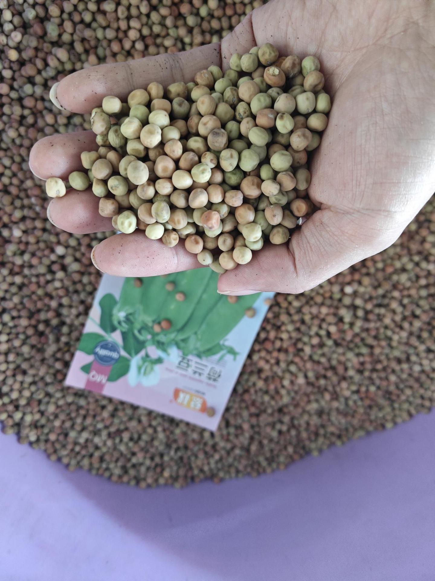 苋菜种子红圆叶红柳叶青柳叶苋菜种籽四季播田园农家汉菜蔬菜种子-阿里巴巴