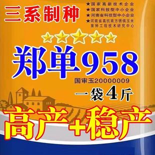 国审大棒玉米种子大全郑单958农科院新品培植高产高抗包谷种矮杆-阿里巴巴