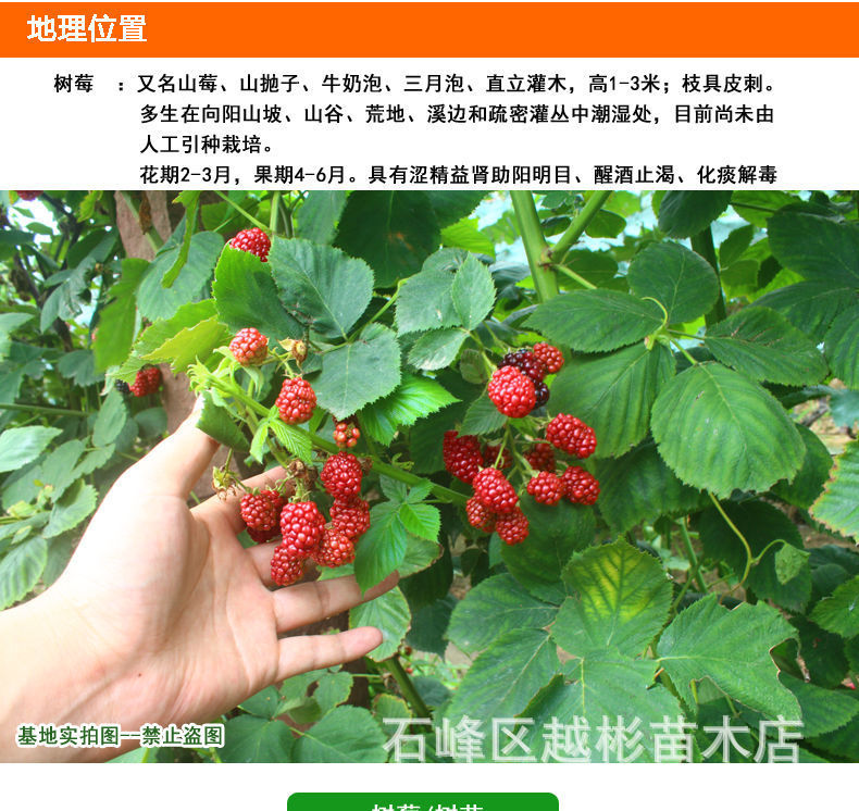 盆栽红树莓种子可食用水果盆栽树莓种野草莓树种子庭院阳台野生果-阿里巴巴