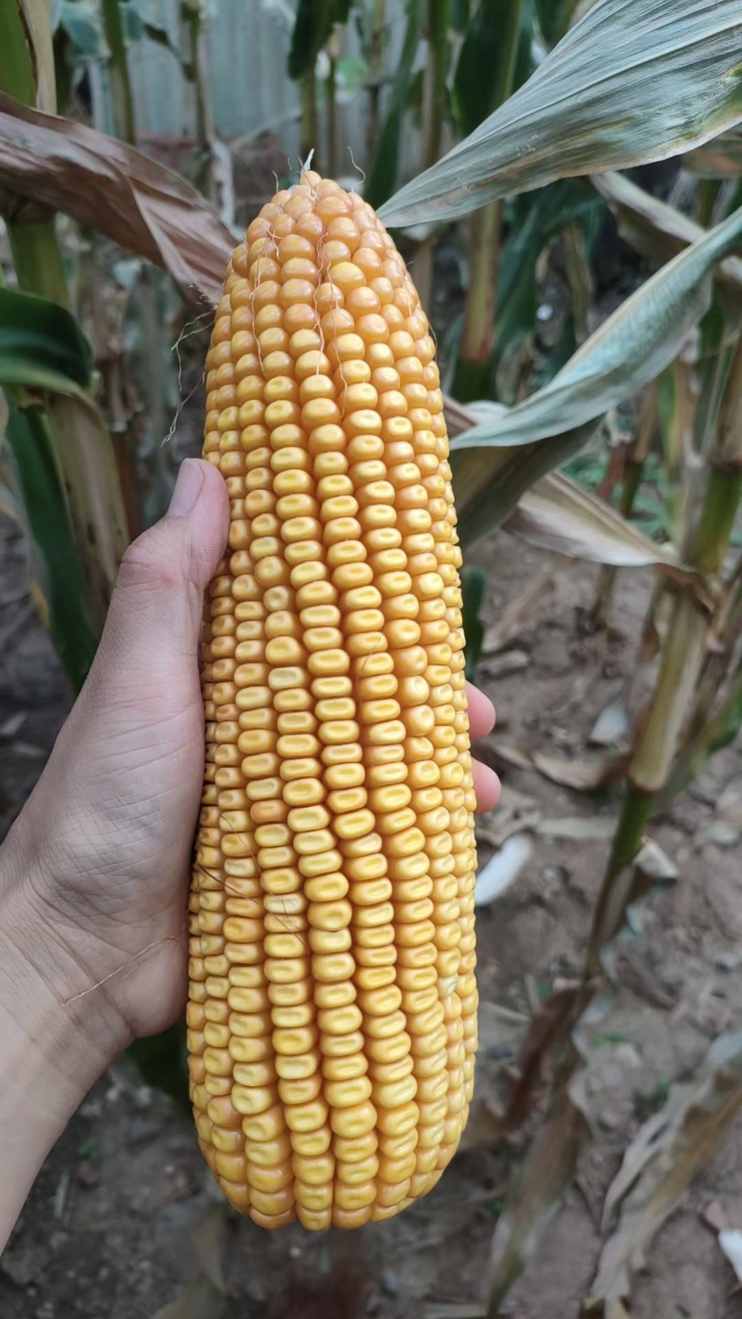 倍多收D699玉米种子的批发大田耐旱杂交饲料玉米棒子籽 高产玉米-阿里巴巴