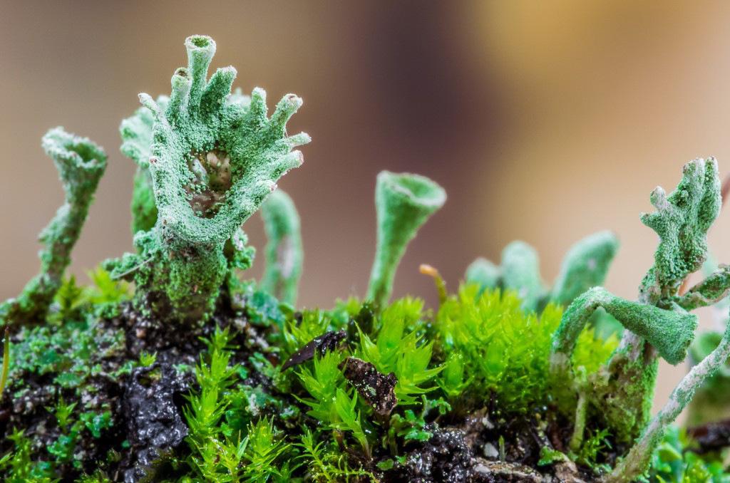 西安天本 厂家批发 地衣提取物10:1 地衣多糖 水溶 地衣粉 现货-阿里巴巴