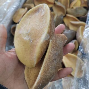 进口冷冻黄金鲍螺 大澳鲍 帝王鲍螺肉 餐饮酒店西餐料理食材-阿里巴巴