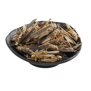 500g Patanga Succinta insects for protein foods 天然蚂蚱包邮-阿里巴巴