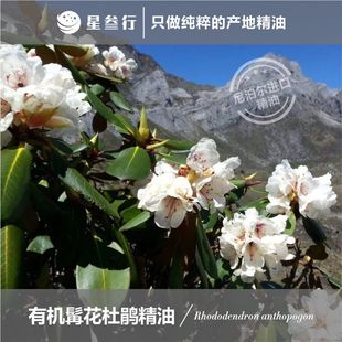 有机髯花杜鹃精油尼泊尔产地芳疗按摩香薰精油植物精油原料批发-阿里巴巴