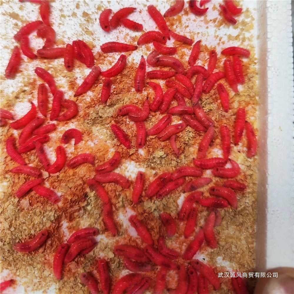 钓鱼蛆虫活体鱼饵活蛆公鱼蛆牙钓溪石斑马口白条鲜活大号红蛆包活-阿里巴巴