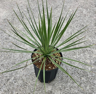 稻草人鸟喙丝兰Yucca rostrata沙漠块根植物龙舌兰绿植-阿里巴巴