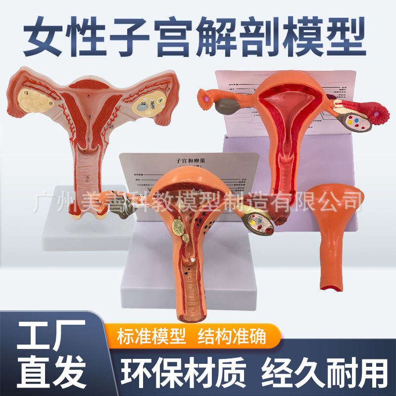 Female Reproductive Model, Female Reproductive Model, Private Uterus ...