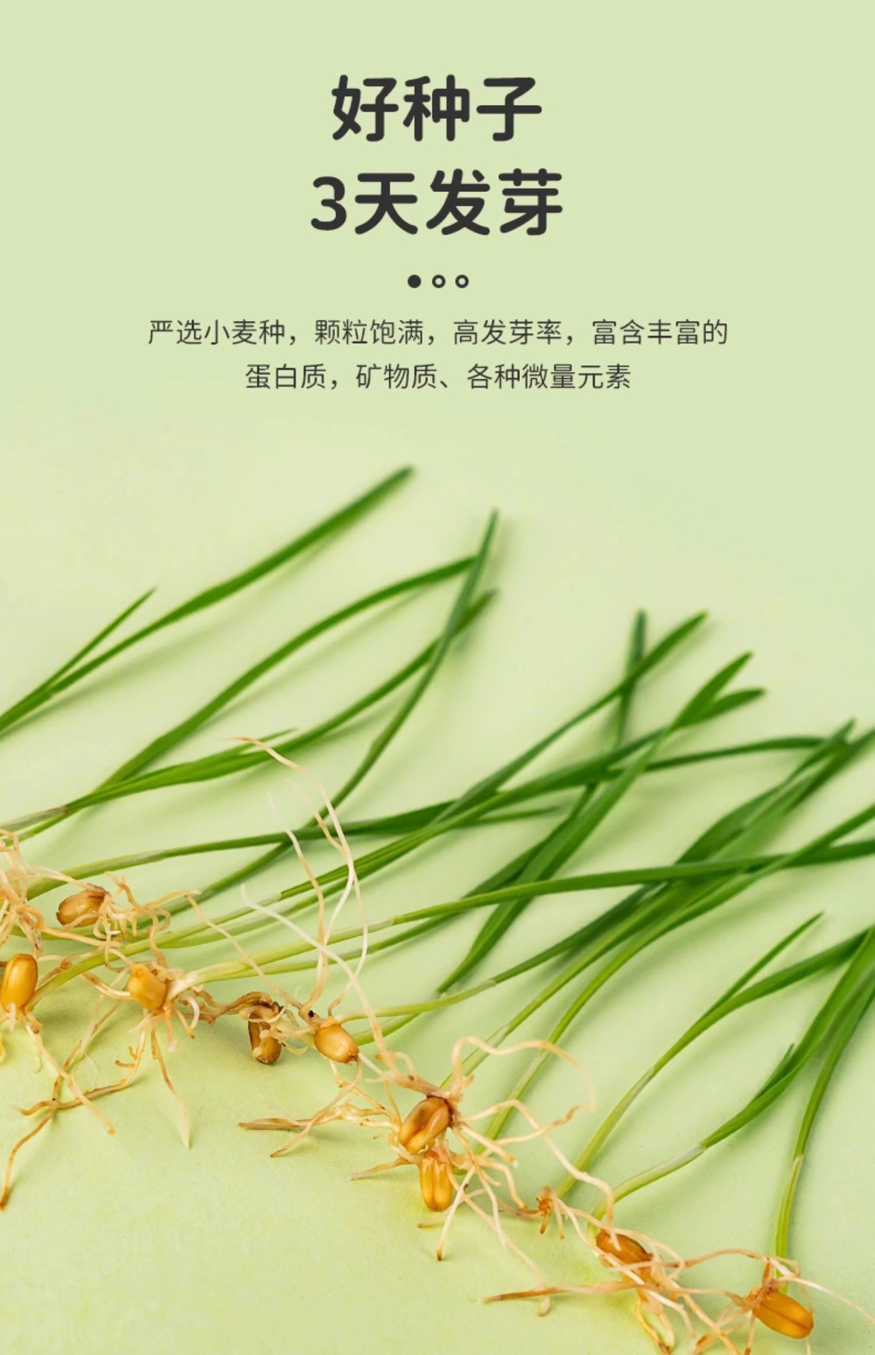 猫草种子无土水培套装猫零食懒人盆栽猫草自种化毛去毛球猫咪用品-阿里巴巴