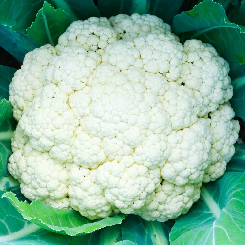 菜心花-菜心花批发、促销价格、产地货源 - 阿里巴巴