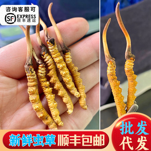 西藏那曲新鲜虫草晒干冬虫夏草干货批发冬虫草泡酒干草礼盒装虫草-阿里巴巴