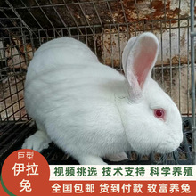 【新西兰实验兔】_新西兰实验兔价格/图片/品牌_新西兰实验兔批发/厂家 - 阿里巴巴