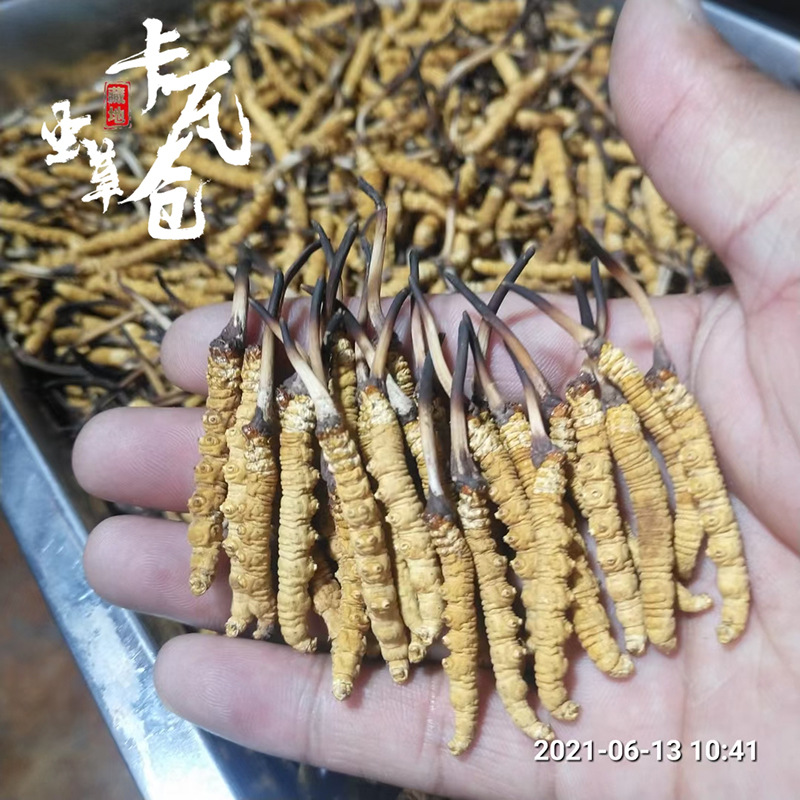 2024年新鲜冬虫夏草批发高海拔西藏那曲虫草产地一手货源藏民批发-阿里巴巴