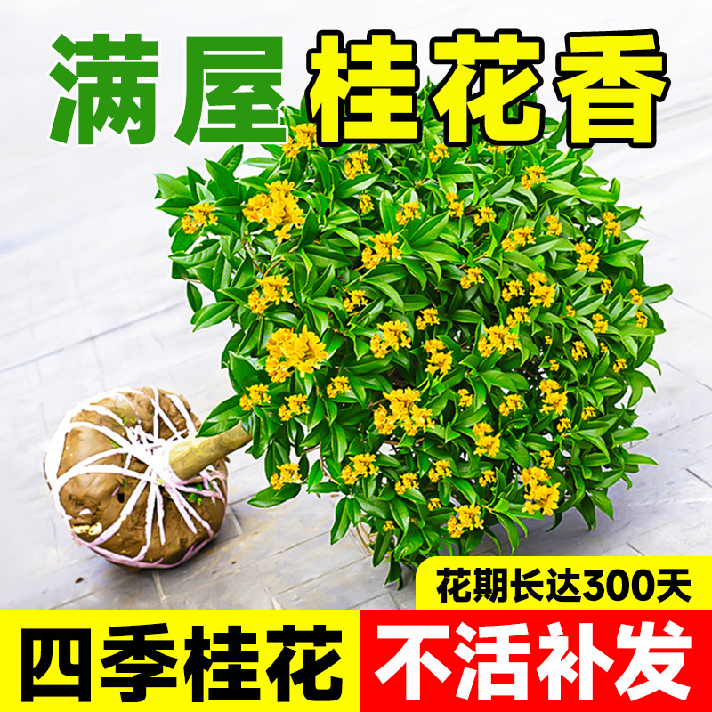 Osmanthus Saplings, Big Trees, Old Piles, Potted Plants, Four-Season ...