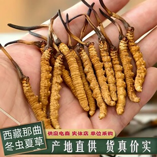 西藏那曲虫草 多种规格 颜色金黄 草身饱满冬虫夏草干货 批发代发-阿里巴巴