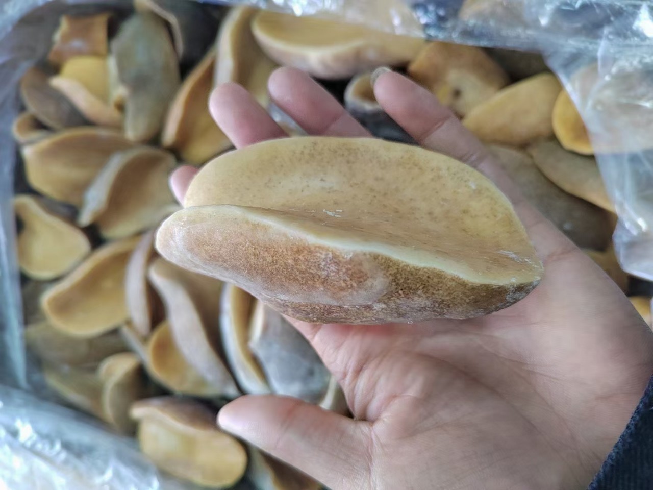 进口冷冻黄金鲍螺 大澳鲍 帝王鲍螺肉 餐饮酒店西餐料理食材-阿里巴巴