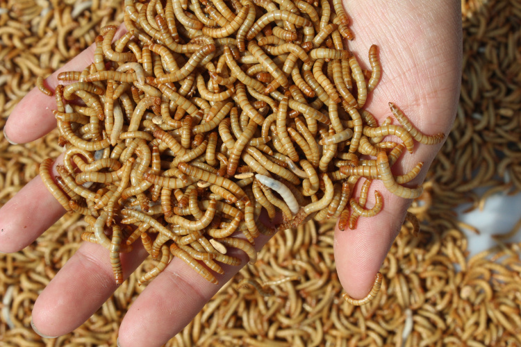 蜘蛛虫画眉鸟活体活虫亚龟面包蟑螂包邮鸡金鱼鱼饵杜比蜥蜴黄粉虫-阿里巴巴